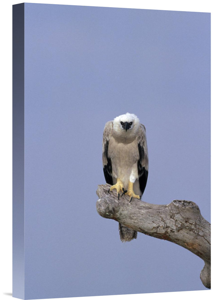 East Urban Home 'Harpy Eagle Juvenile Silk-Cotton Tree, Peru' Photographic Print - Wayfair Canada